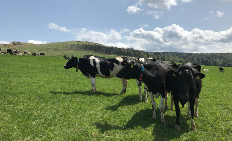 Fromage Double – LeTAO