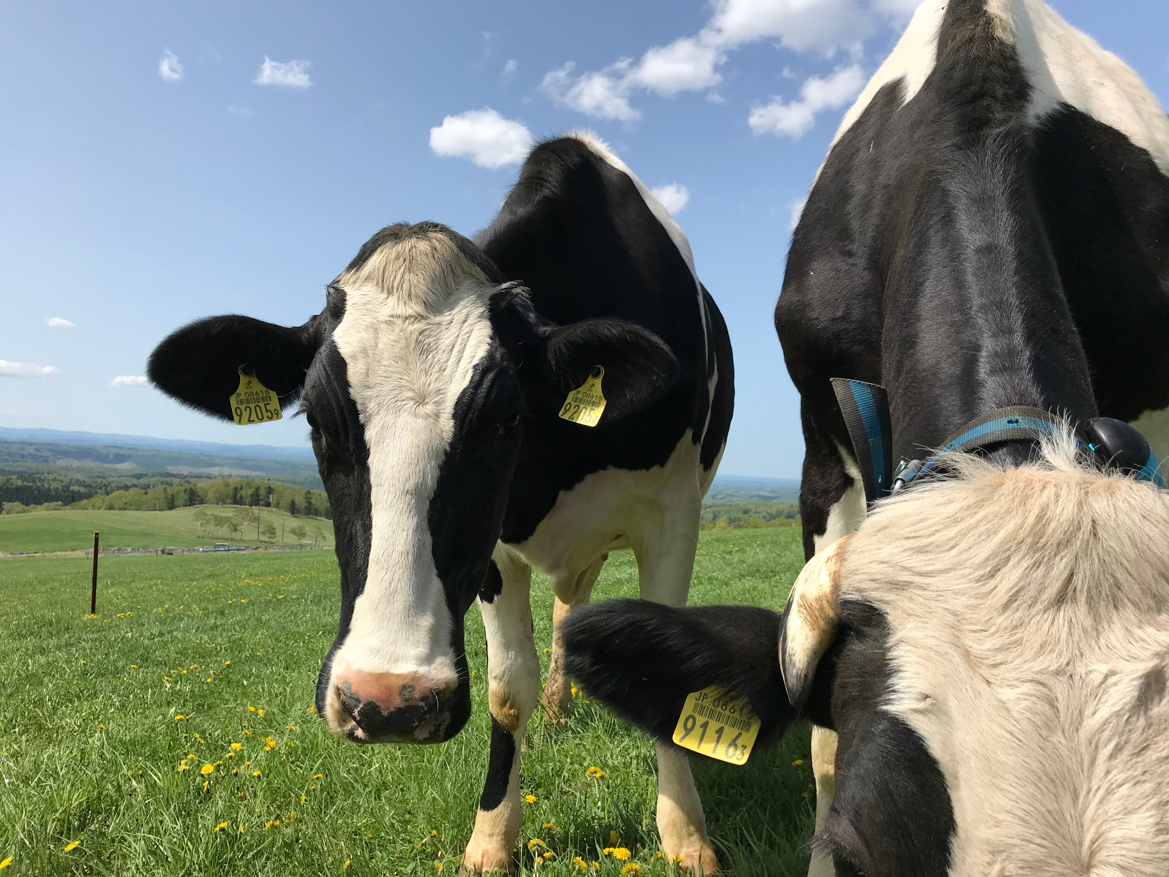 Fromage Double – LeTAO